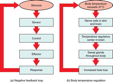 negative feedback system how the body regulates temperature through