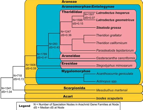 Molecular Distances Of Arachnid Speciation Events The Species Tree