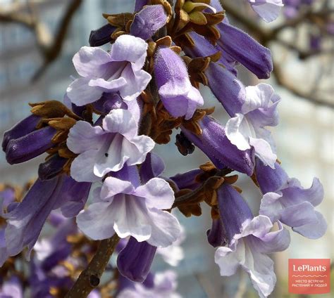 Павловния (Paulownia) — описание, выращивание, фото | на LePlants.ru