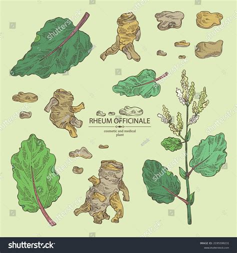Chinese Rhubarb Root Over 90 Royalty Free Licensable Stock Vectors