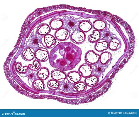 Microscopic Cross Section Cut Of A Plant Stem Under The Microscope