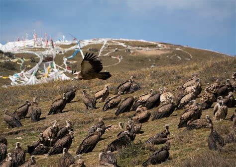 Tibetan Sky Burial Ritual Sky Burial In Tibet Bnvb