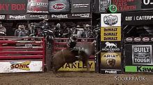 Bullrideing S Tenor