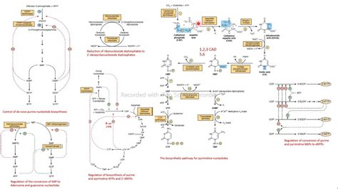 Biosíntesis De Novo Pirimidinas Regulación Purinas Bioquímica Harper