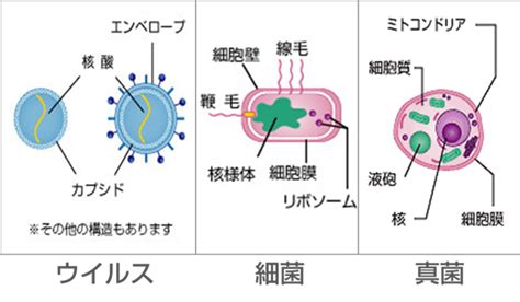 細菌の構造 細菌の構造 図 Wlnm
