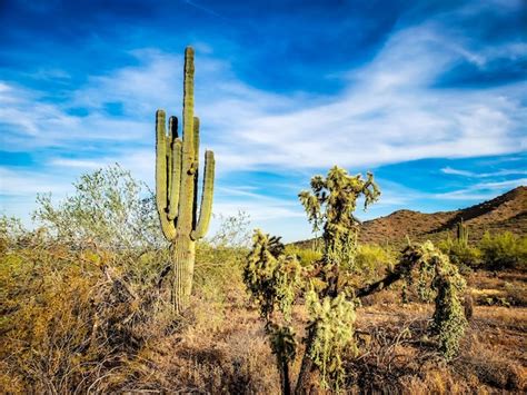 Premium Photo Cactus Growing On Field Against Sky
