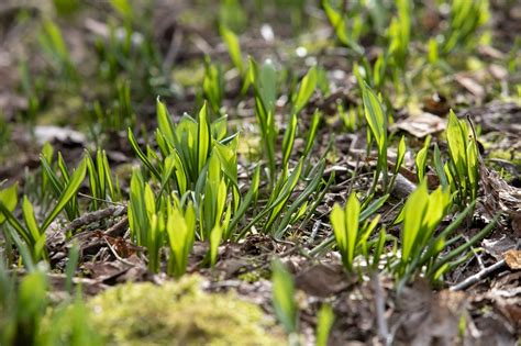 Homme Kuulutatakse Maaülikoolis Välja Aasta Muld
