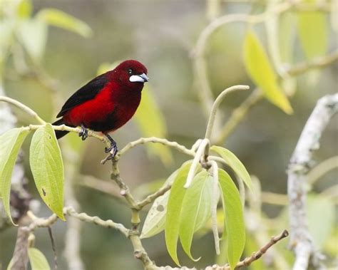 Crimson Backed Tanager Ramphocelus Dimidiatus Bird Bird Lovers Birds