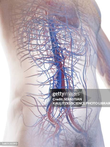 Male Vascular System Illustration High Res Vector Graphic Getty Images