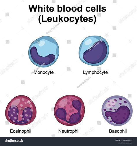 Types White Blood Cells Leucocytes Illustration Stock Vector Royalty