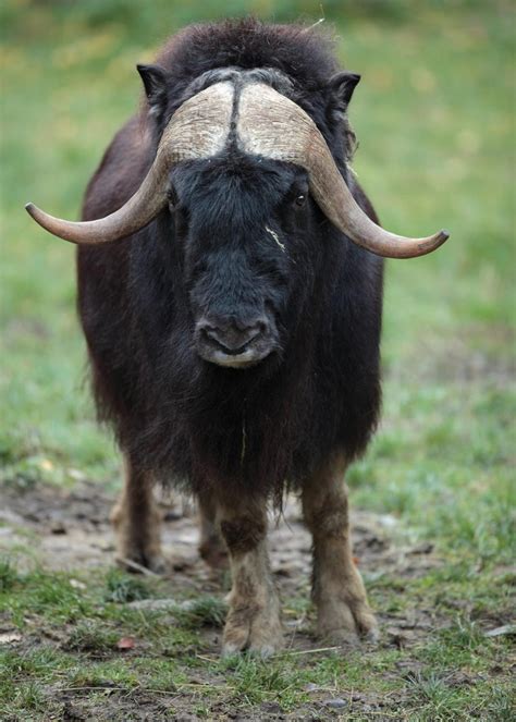 Heart Of An Ox Spiritual Meaning What Does It Mean