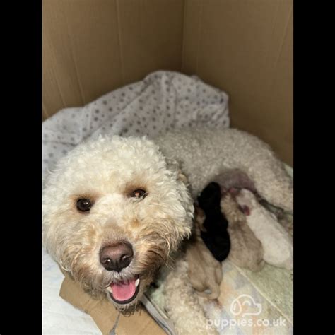 Cockapoo Sale Rotherham South Yorkshire Cockapoo Puppies For Sale