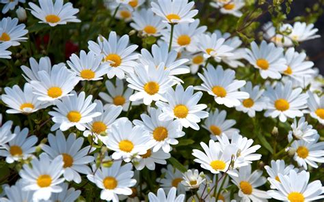 Cute Daisy Wallpapers Wallpaper Cave