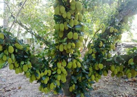 Dwarf Jackfruit Tree Varieties