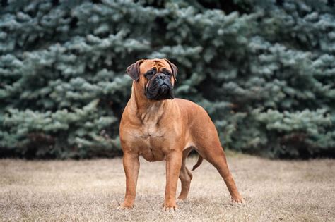 Englischer Bullmastiff Neben Menschen