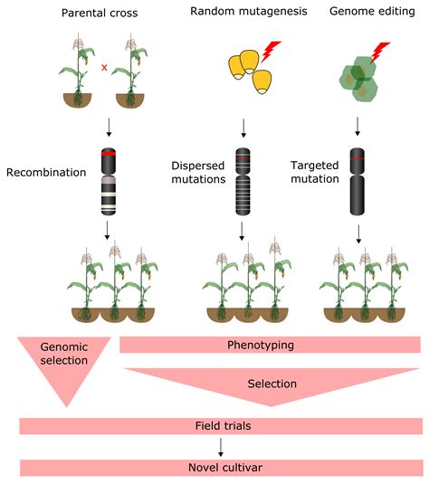 Advances In Integrating Genomics And Bioinformatics In The Plant Breeding Pipeline