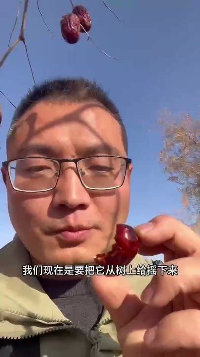 探索新疆红枣地的秘密 Youtube