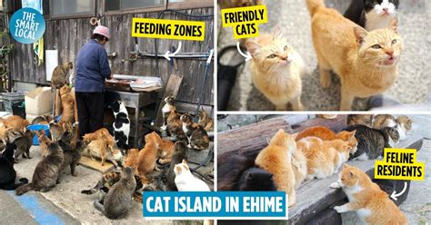 Aoshima Sleepy Cat Island Where Felines Outnumber Humans