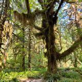 5 Mile Island Via Hoh River Trail Washington 1 823 Reviews Map