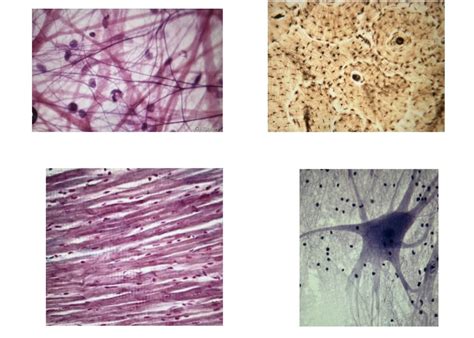Tissue Slides Diagram Quizlet