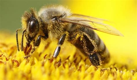 Bleta Dhe Besimtarët