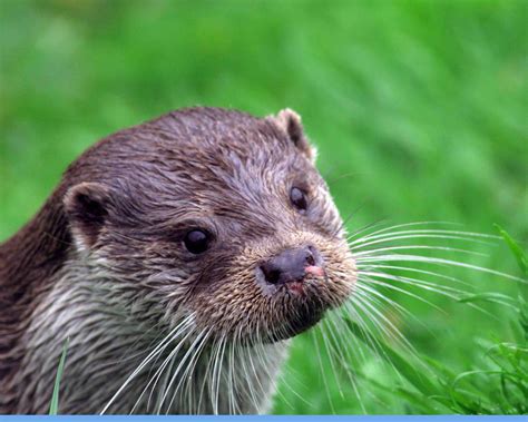 River Sid The Shortest River In England Sid Valley Biodiversity Group