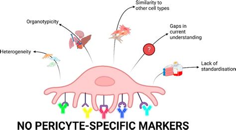 Frontiers Pericytes The Lung Forgotten Cell Type