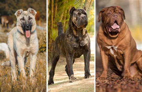 8 Dog Breeds With The Strongest Bite Force