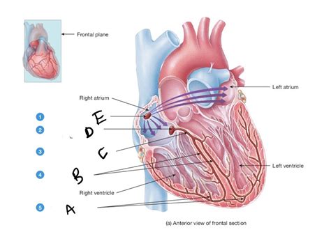 Conduction System Diagram Diagram Quizlet