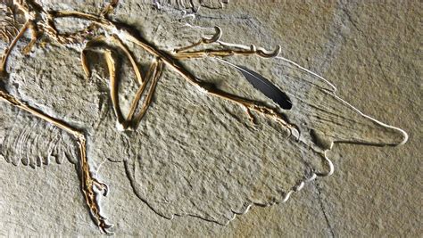 Scientists Argue Origins Of A Famous Feather Cosmos Magazine