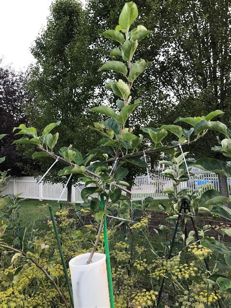 Technique For Setting Scaffold Angles Page 2 General Fruit Growing Growing Fruit