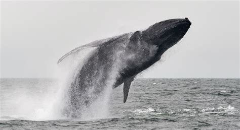 Ai System To Stop Turning Whales Into ‘ocean Roadkill
