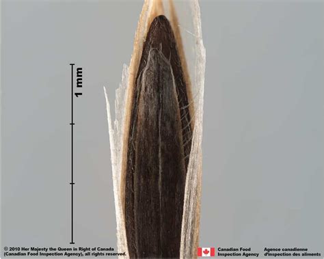 Bromus Tectorum L Idseed