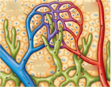 Lymphatic Capillaries Diagram Quizlet
