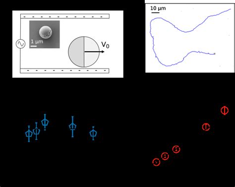 Unconfined Active Colloids A Schematic Illustration Of Download Scientific Diagram