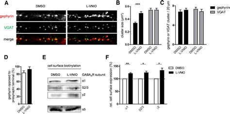 Neuronal Nitric Oxide Synthase Dependent S Nitrosylation Of Gephyrin