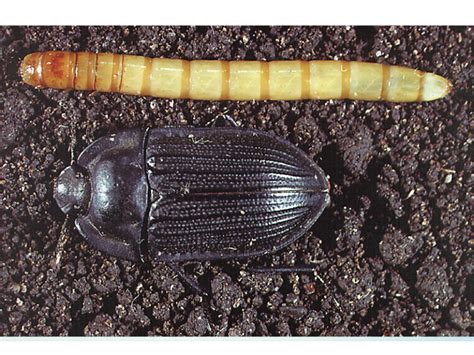 Do I Have A Wireworm True Or False The Beatsheet