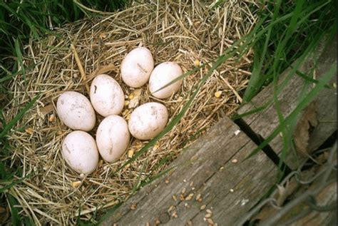 Peacock Egg Hatching Method Better Naturally Or Using Machine