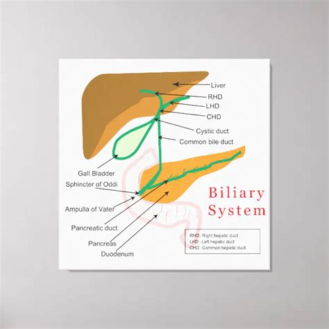 Biliary System Diagram Chart Bile Duct Canvas Print Zazzle
