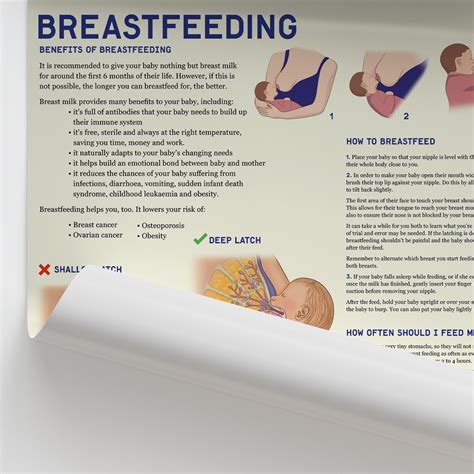 Breastfeeding Trainers Breast Models And Posters For Education