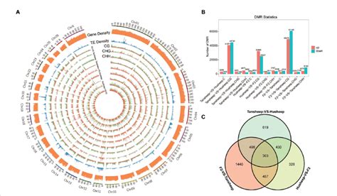 Differences In Dna Methylation Patterns Among Tan Sheep Hu Sheep And