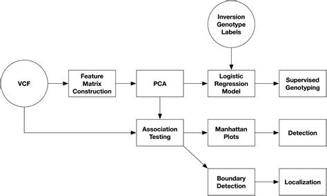 Fast Low Memory Detection And Localization Of Large Polymorphic Inversions From Snps Peerj