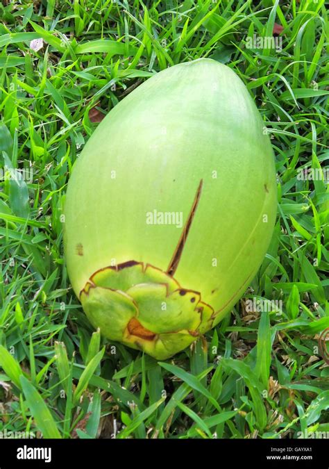 Coconut Green Grass At Layla Nankervis Blog