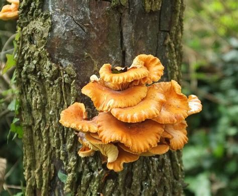Fungi Cockington © Derek Harper Cc By Sa20 Geograph Britain And Ireland