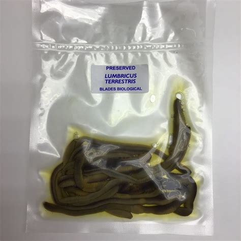 Preserved Specimens Blades Biological Ltd Kent