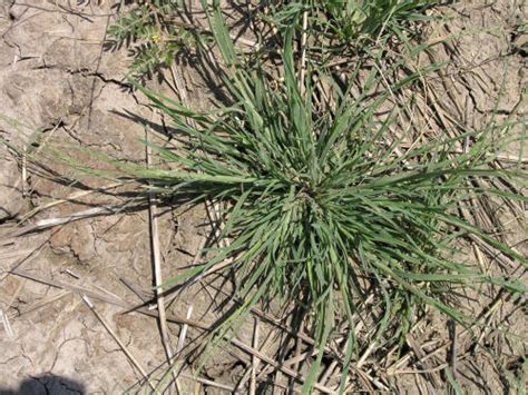 Tumblegrass Plant Identification By Pamela Borden Trewatha Phd
