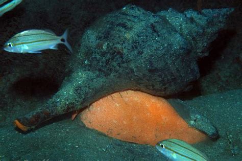 9 Of The Largest Snails On Earth Pictures Wildlife Informer