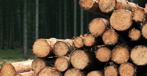 What Is The Eudr And Its Impacts Sgs Australia