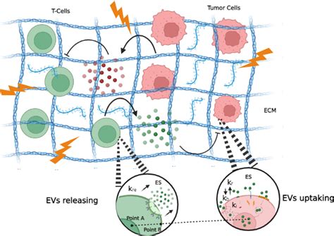 The Tumor Micro Environment Is Made Of A Acellular Part Based On