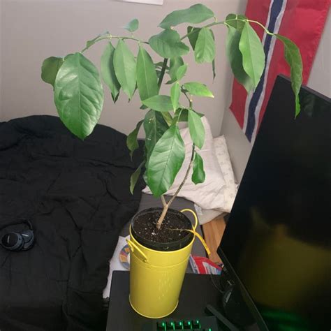 🍋 What Temperature Does My Meyer Lemon Tree Need